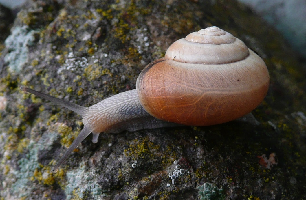 Note sur la taxonomie de Monacha cantiana (Montagu, 1803) (Mollusca ...